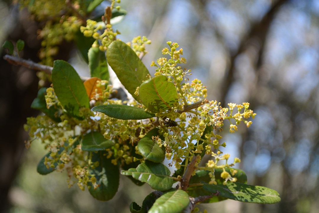 Pappea capensis Jacket Plum Doppruim Tshikavhavhe Umqhokwane