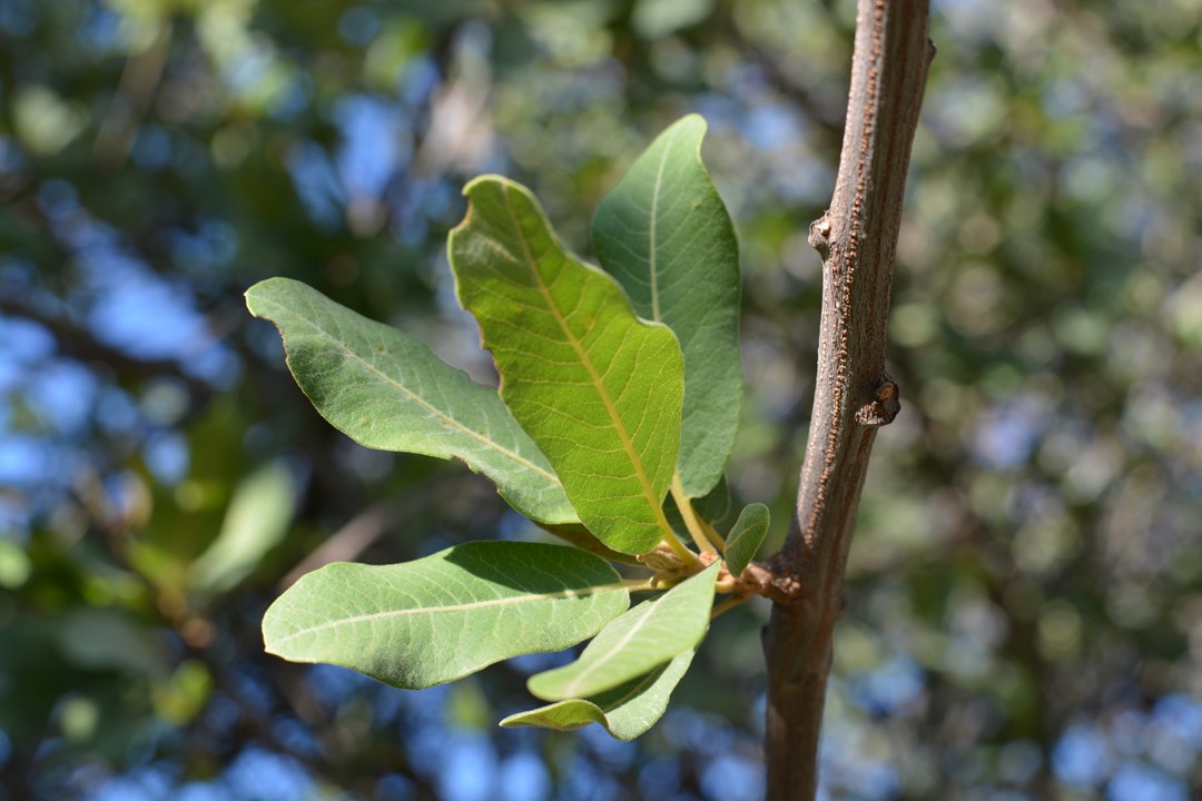Pappea capensis Jacket Plum Doppruim Tshikavhavhe Umqhokwane