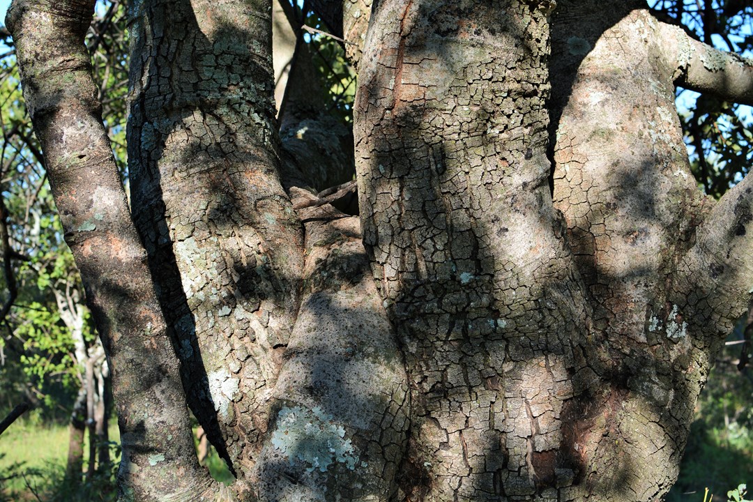 Pappea capensis Jacket Plum Doppruim Tshikavhavhe Umqhokwane