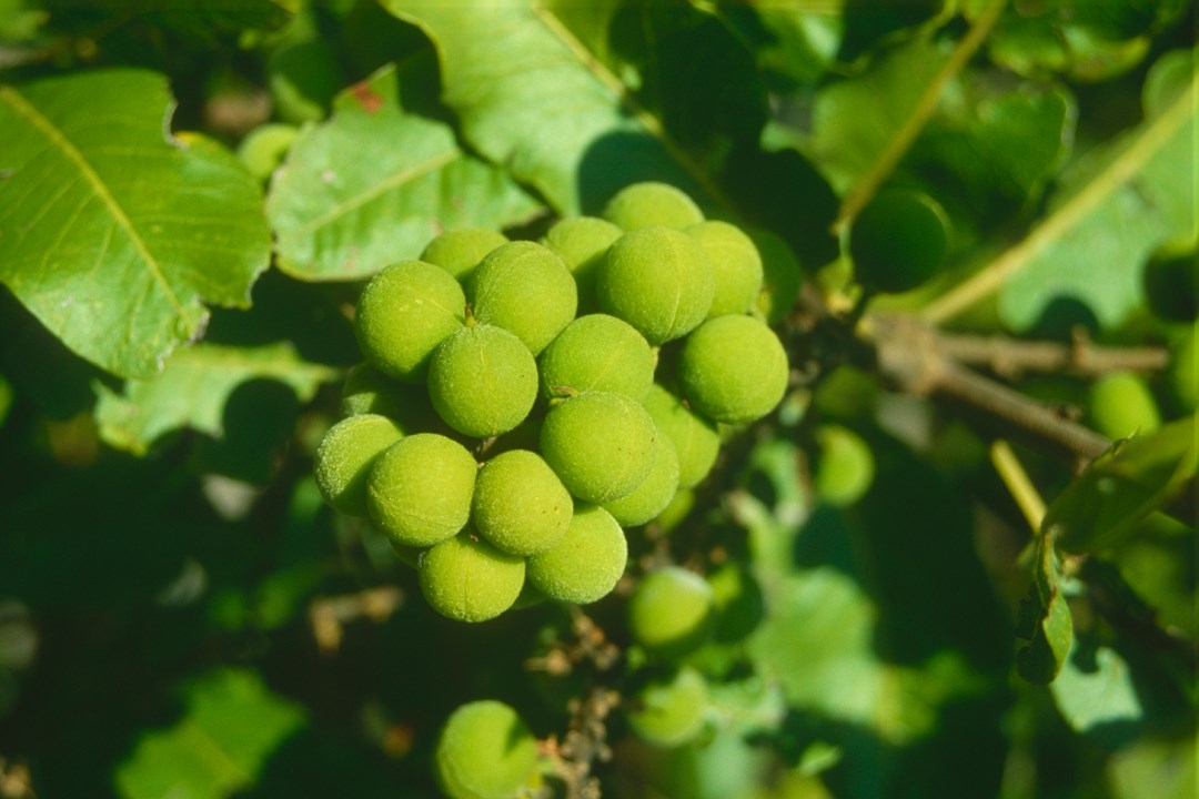 Pappea capensis Jacket Plum Doppruim Tshikavhavhe Umqhokwane