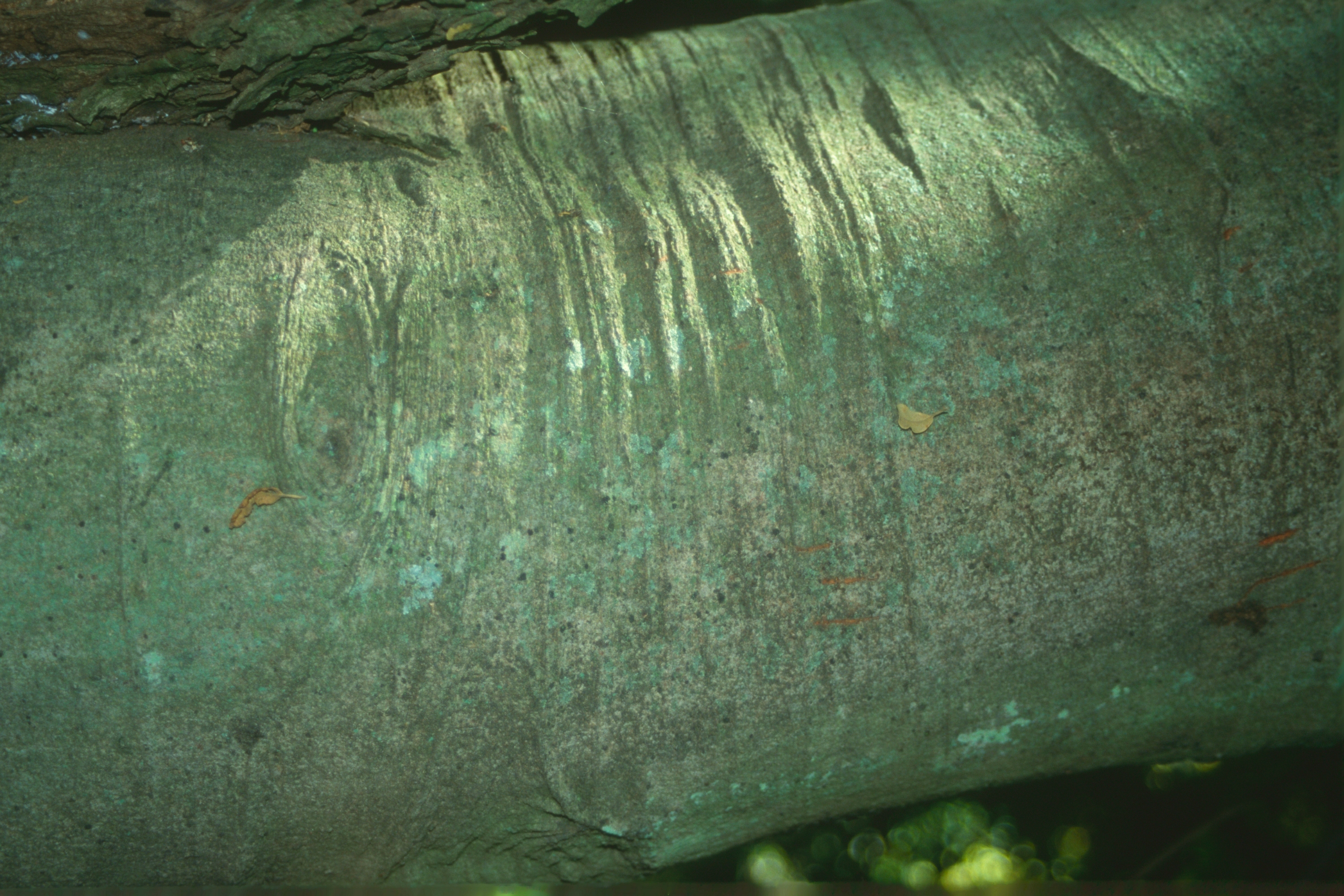 Pappea capensis Jacket Plum Doppruim Tshikavhavhe Umqhokwane