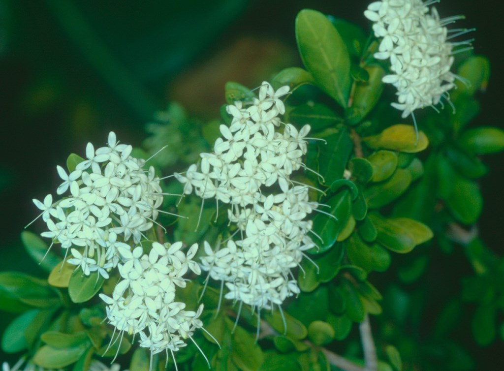 Pavetta lanceolata Weeping Brides Bush Treurbruidsbo tshituku ...
