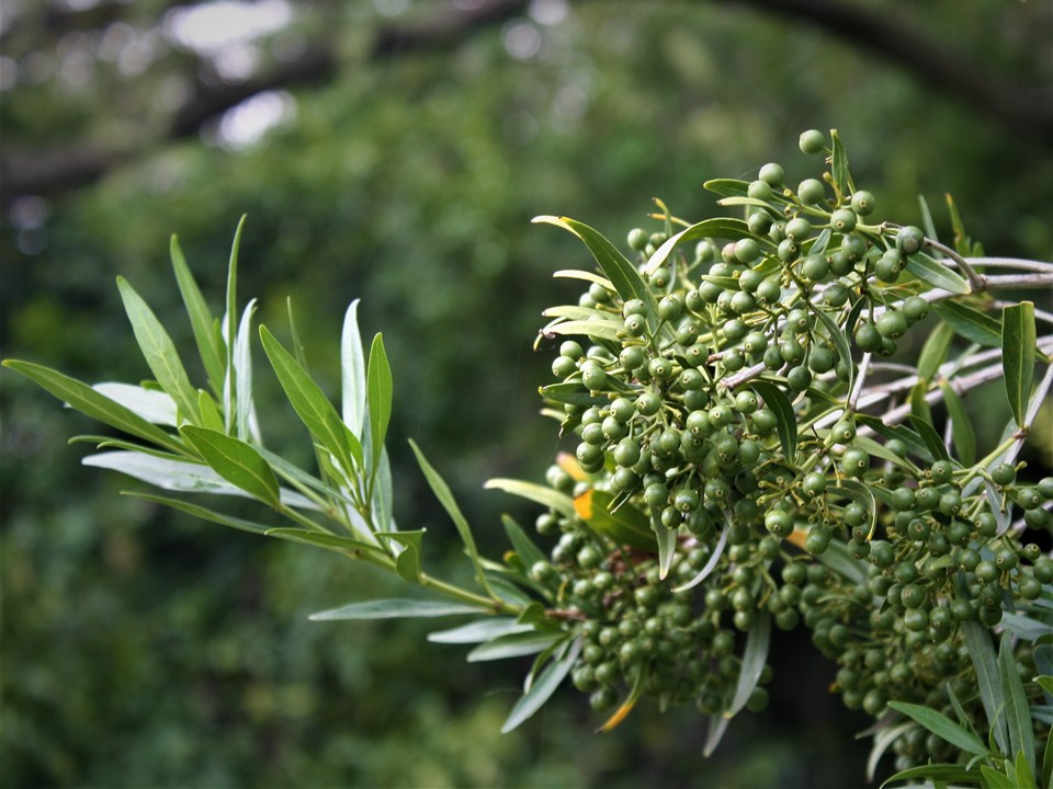 Pavetta lanceolata Weeping Brides Bush Treurbruidsbo Tshituku ...