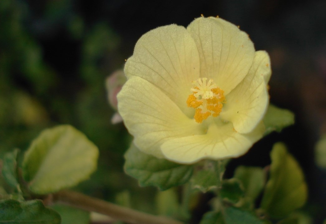 Pavonia praemorsa Yellow Pavonia, Yellow Mallow