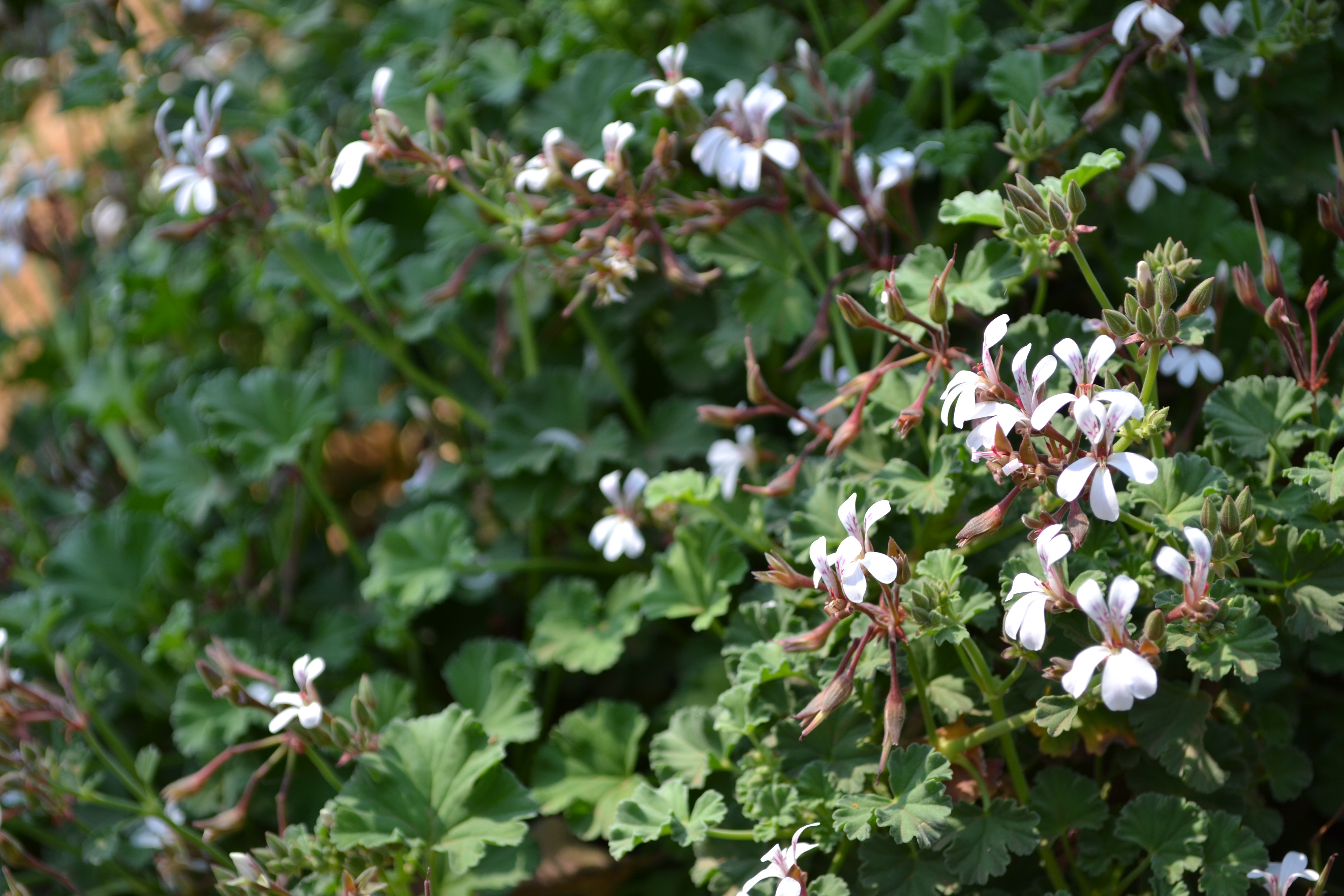 Pelargonium fragrans Nutmeg Pelargonium, Nutmeg Geranium