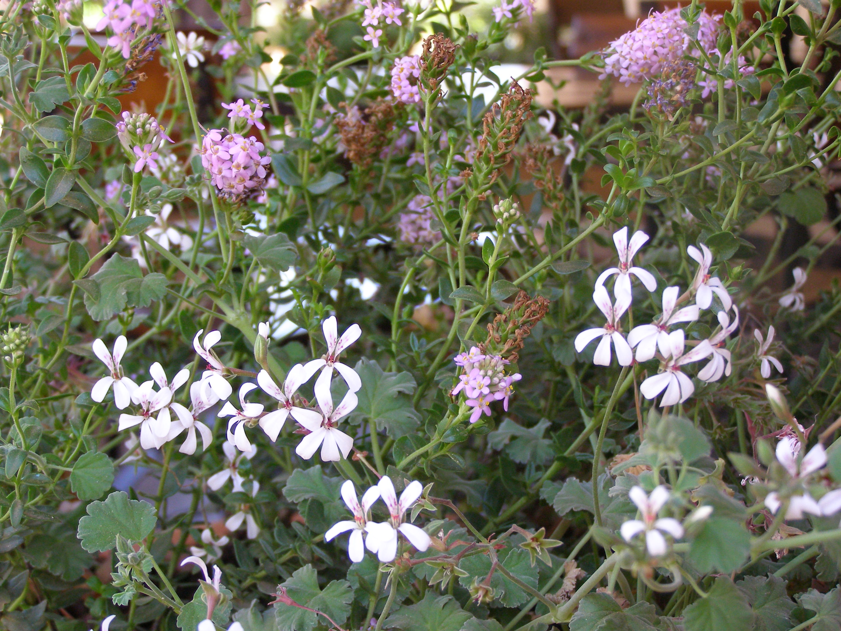 Pelargonium fragrans Nutmeg Pelargonium, Nutmeg Geranium