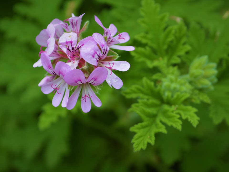 Pelargonium graveolens Rose-scented Pelargonium Wildemalva