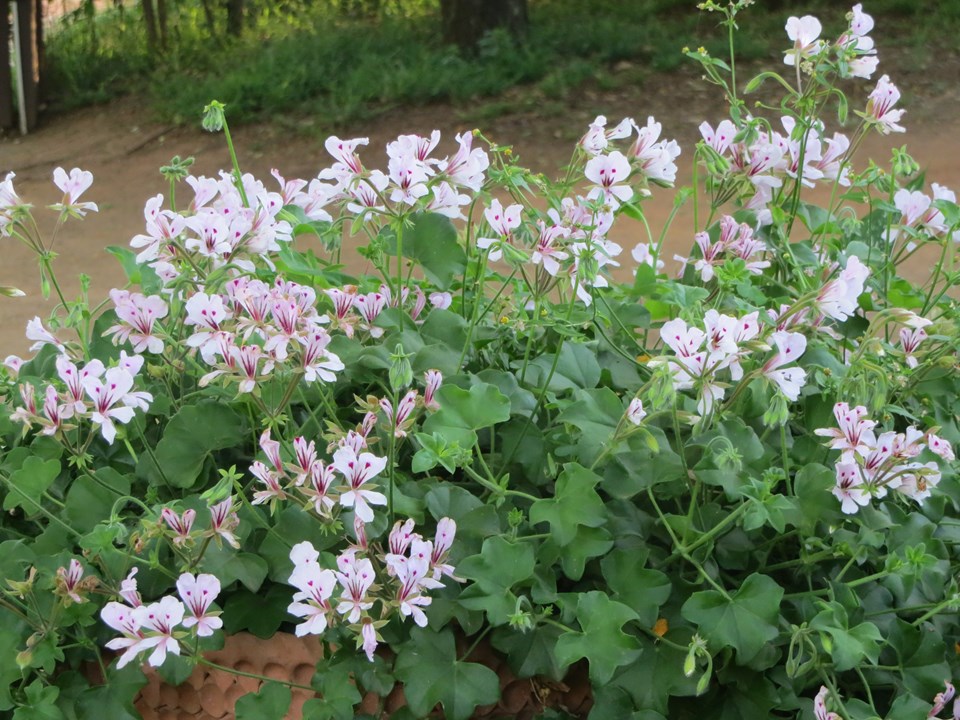Pelargonium peltatum Ivy-leaved Pelargonium, Ivy Geranium, Cascading ...