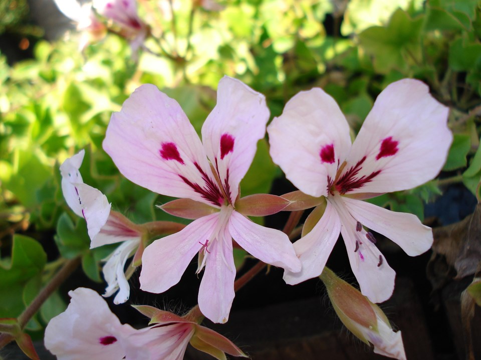 Pelargonium peltatum Ivy-leaved Pelargonium, Ivy Geranium, Cascading ...