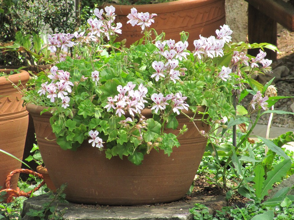 Pelargonium peltatum Ivy-leaved Pelargonium, Ivy Geranium, Cascading ...