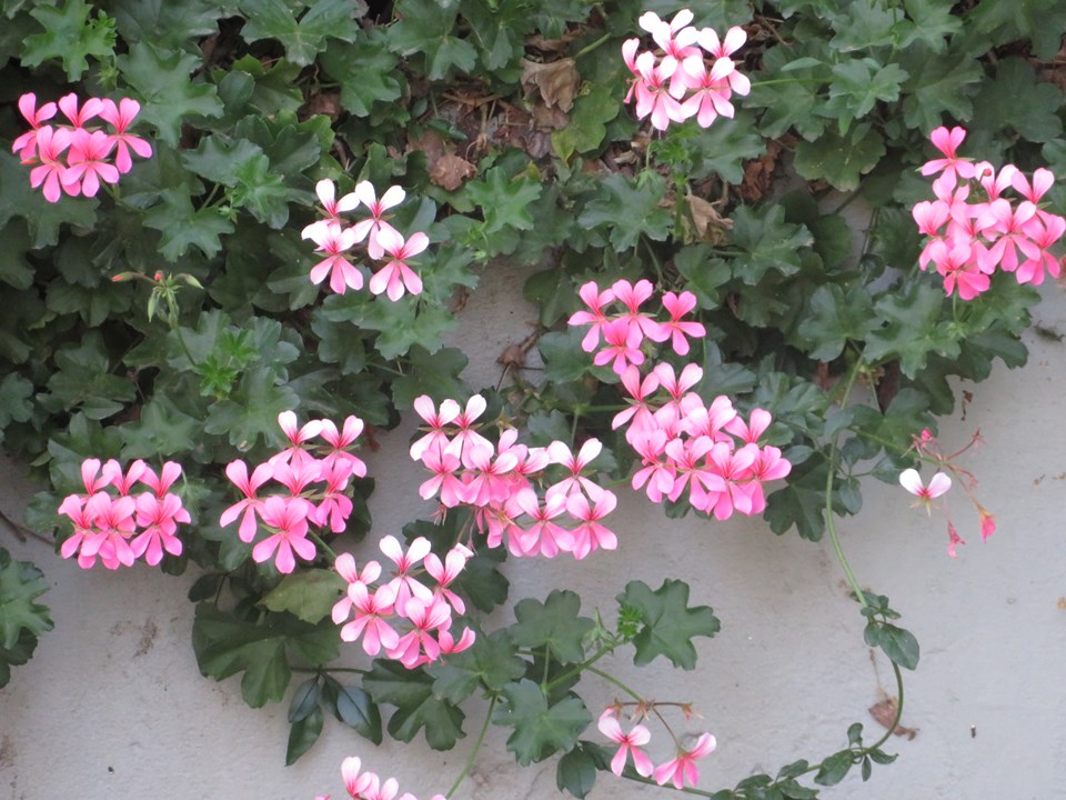 Pelargonium peltatum Sophies Choice