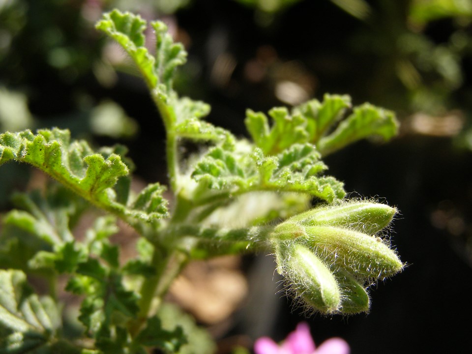 Pelargonium quercifolium Royal Oak Oakleaf Geranium