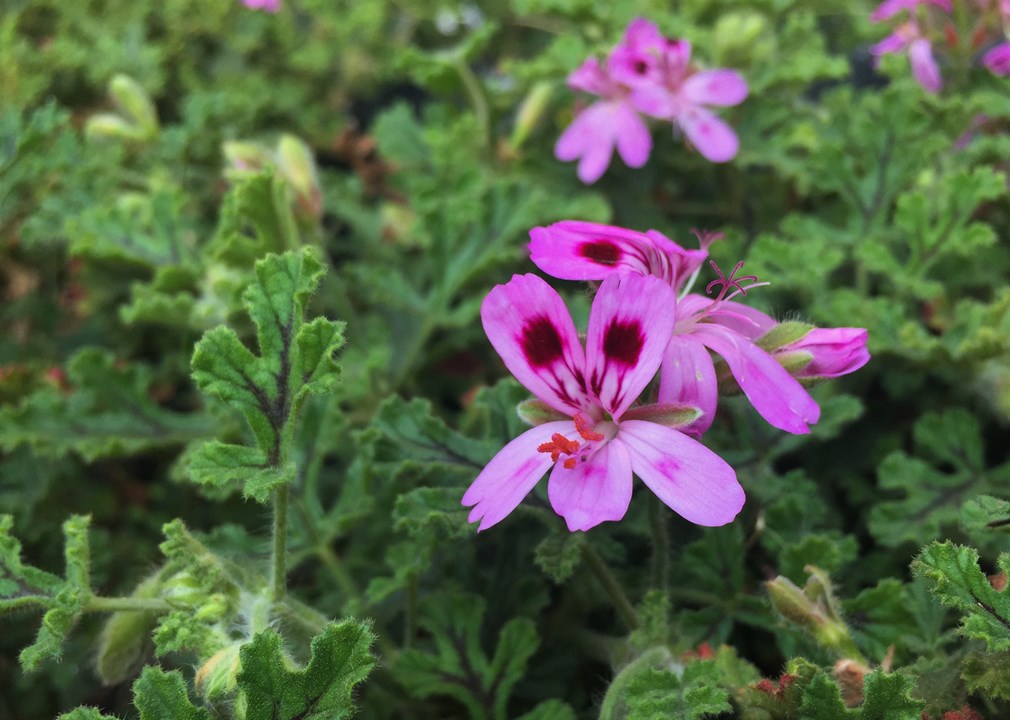 Pelargonium quercifolium Royal Oak Oakleaf Geranium