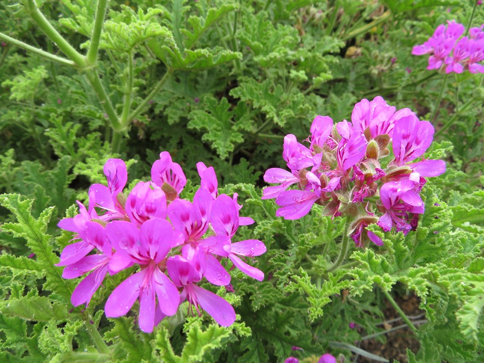 Pelargonium quercifolium Trevor Oak-leaf Pelargonium Muishondbos