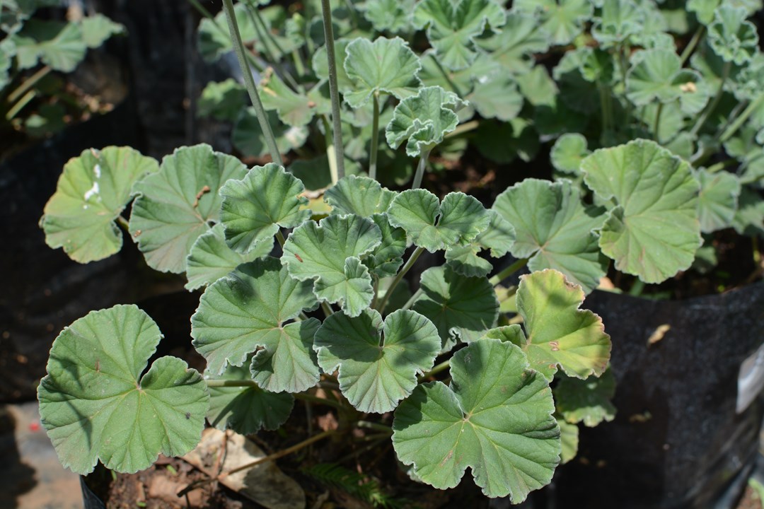 Pelargonium sidoides Black Pelargonium Kalwerbossie, Rabassam Ikubalo ...
