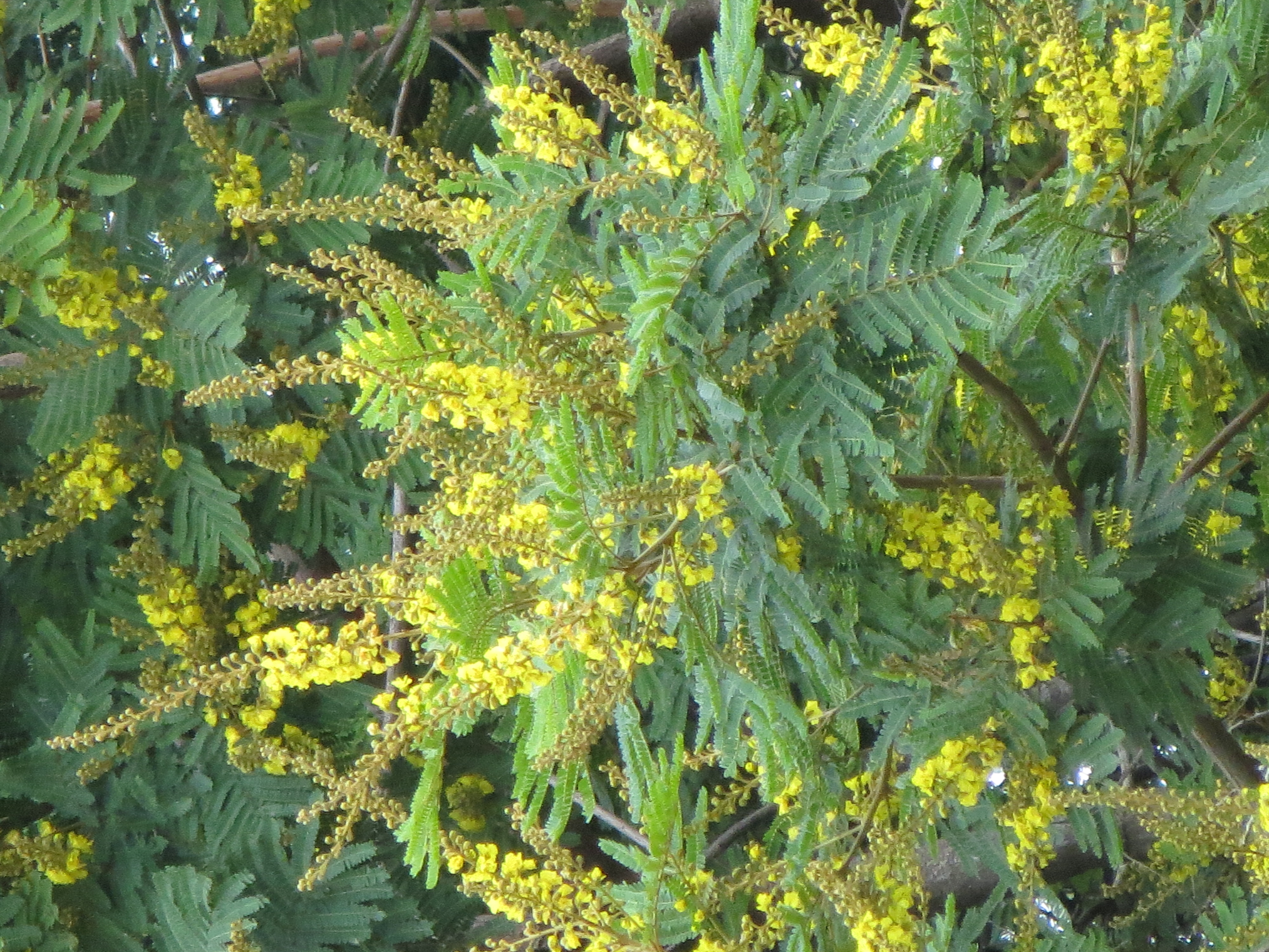 Peltophorum africanum African Wattle Huilboom Musese Mosêtlha Umsehle