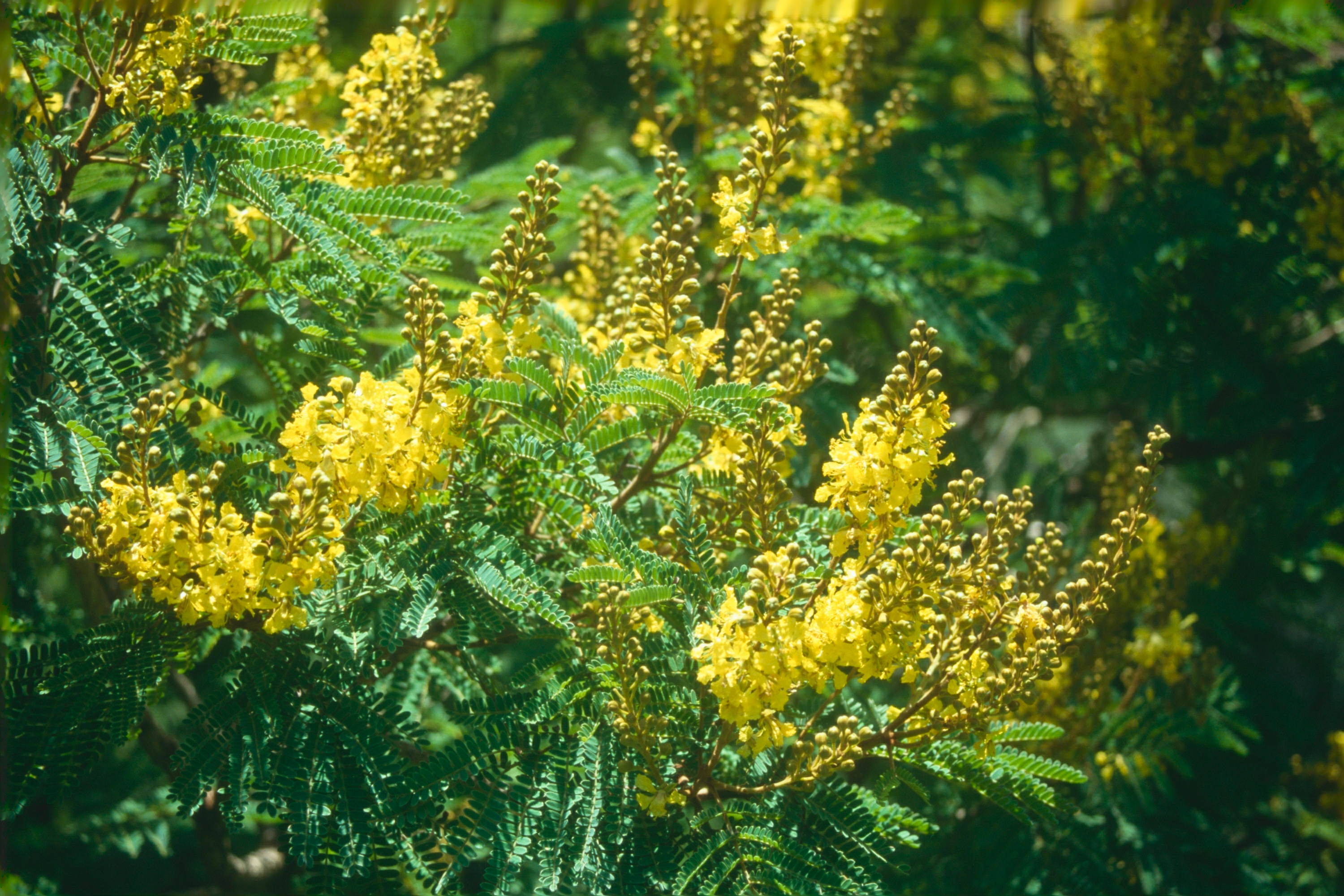 Peltophorum africanum African Wattle Huilboom Musese Mosêtlha Umsehle