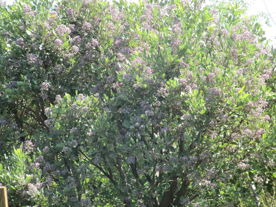 Philenoptera violacea Apple-leaf Appelblaar Mufhanda Mohata Isihomohomo