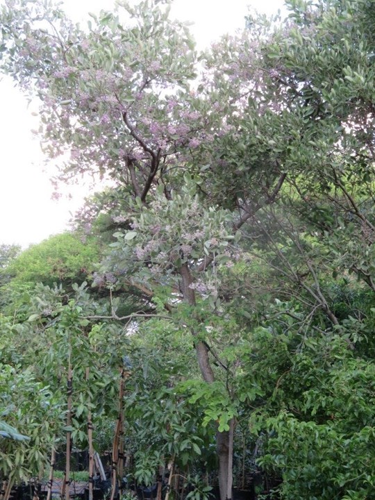 Philenoptera violacea Apple-leaf Appelblaar Mufhanda Mohata Isihomohomo