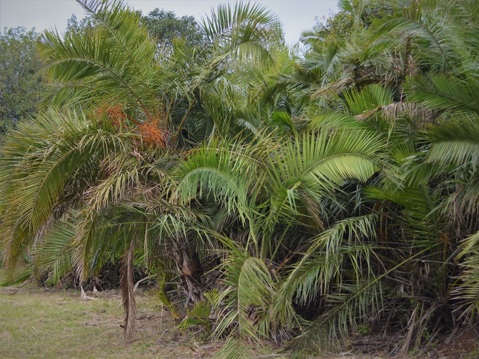Phoenix reclinata Wild Date Palm Wildedadelboom Mutshevho Mosêfa iSundu