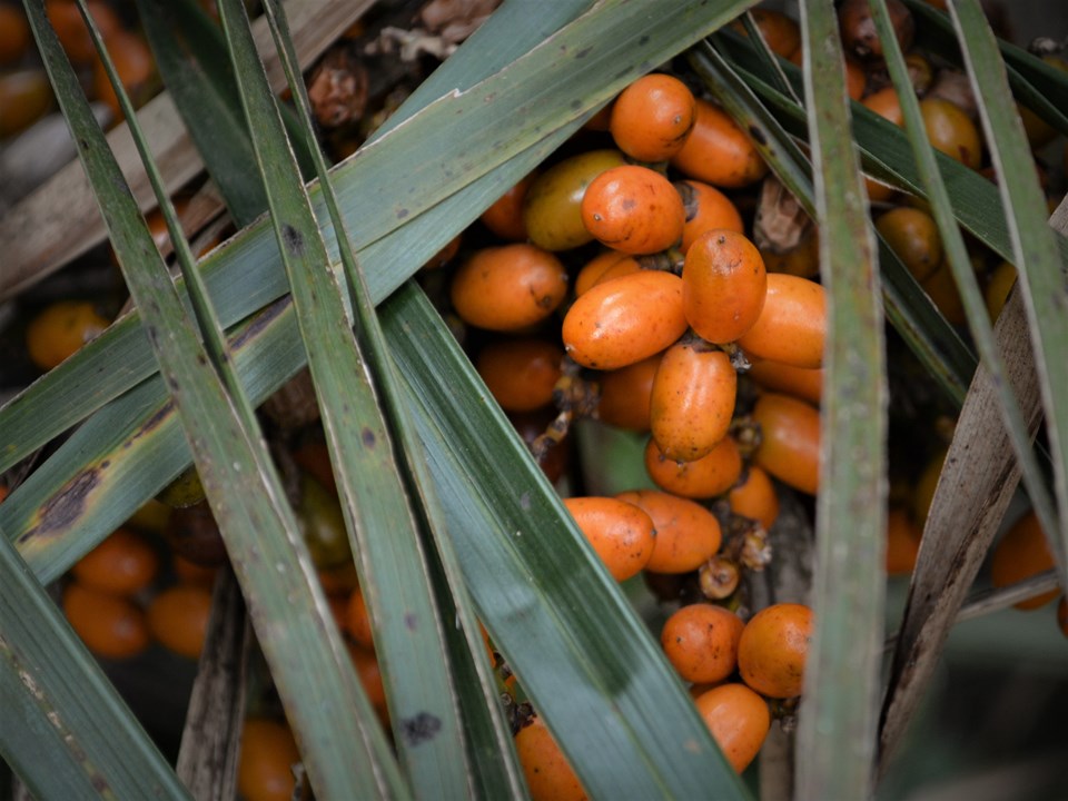 Phoenix reclinata Wild Date Palm Wildedadelboom Mutshevho Mosêfa iSundu