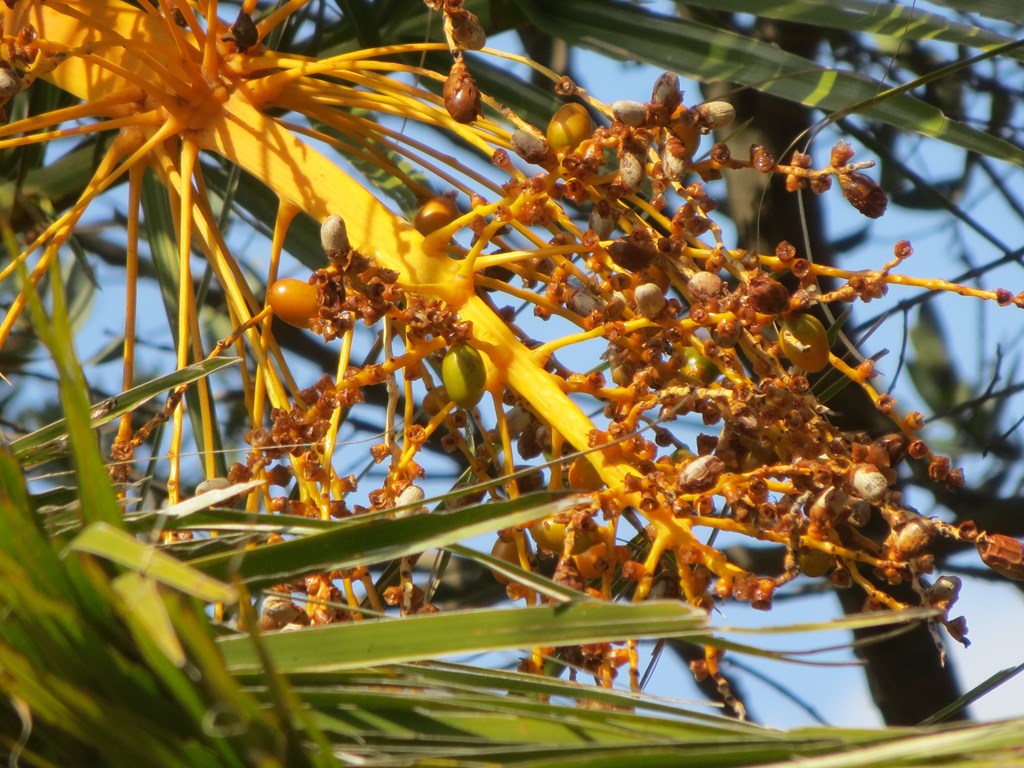 Phoenix reclinata Wild Date Palm Wildedadelboom Mutshevho Mosêfa iSundu