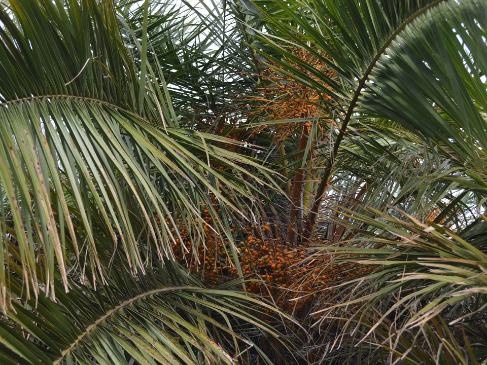 Phoenix reclinata Wild Date Palm Wildedadelboom Mutshevho Mosêfa iSundu