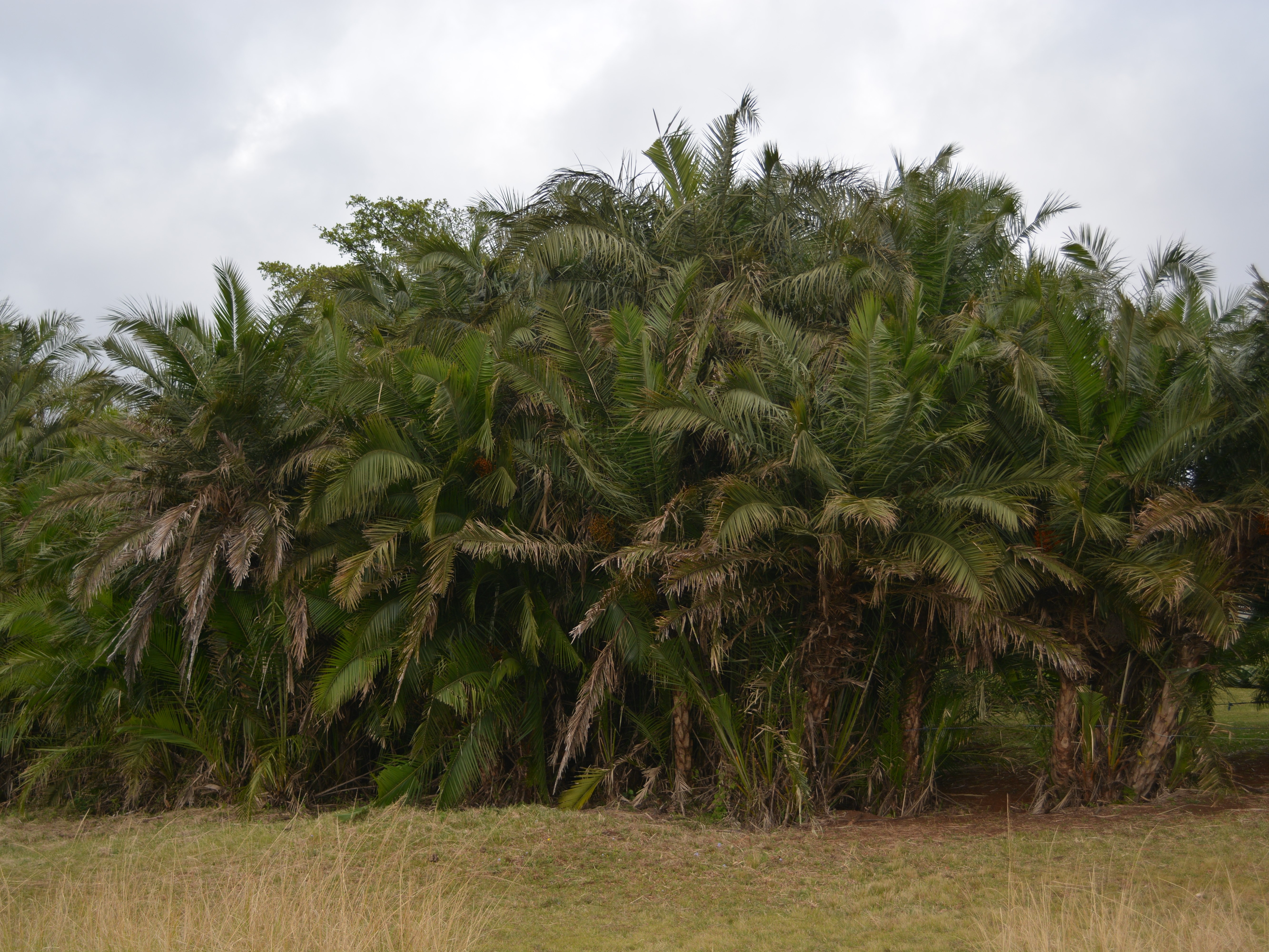 Phoenix reclinata Wild Date Palm Wildedadelboom Mutshevho Mosêfa iSundu