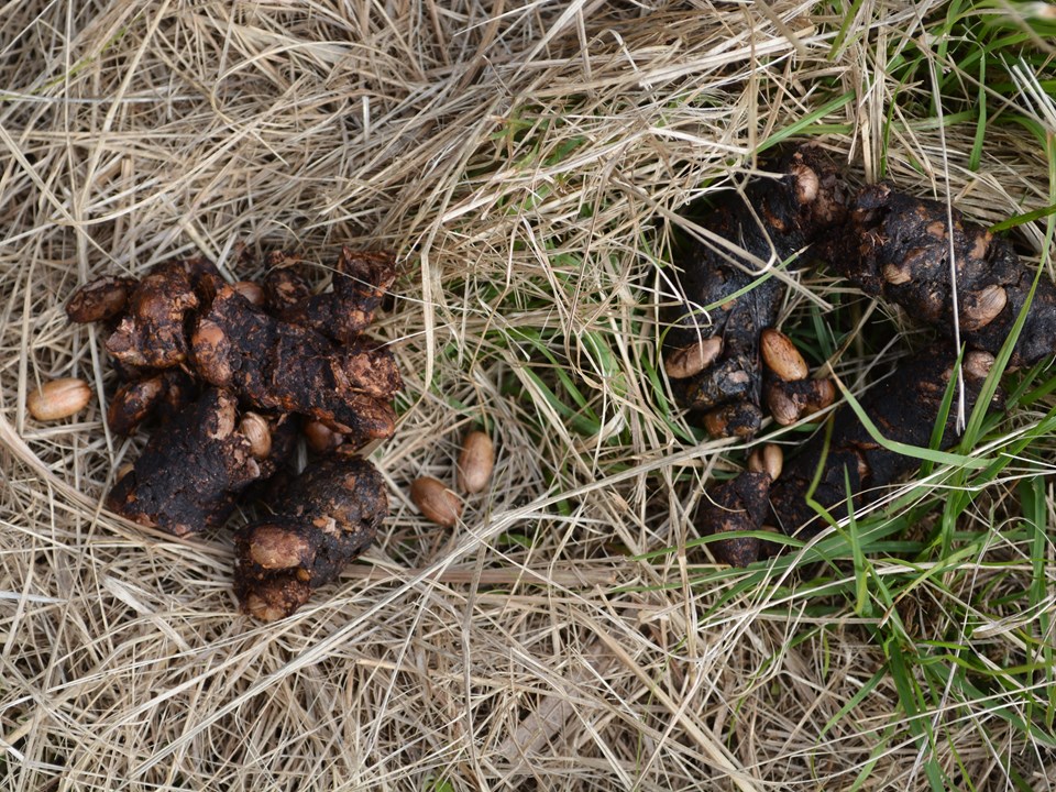 Phoenix reclinata Wild Date Palm Wildedadelboom Mutshevho Mosêfa iSundu