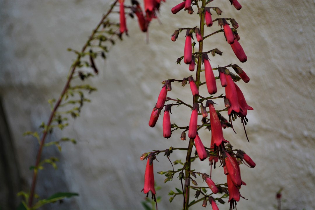 Phygelius capensis Southern River Bell, Wild Fuchsia, Cape fuchsia ...