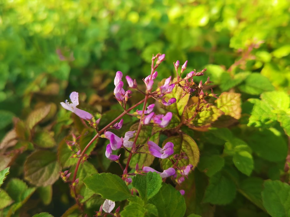 Plectranthus species Pink Surprise Gossip Plant Skinderplant