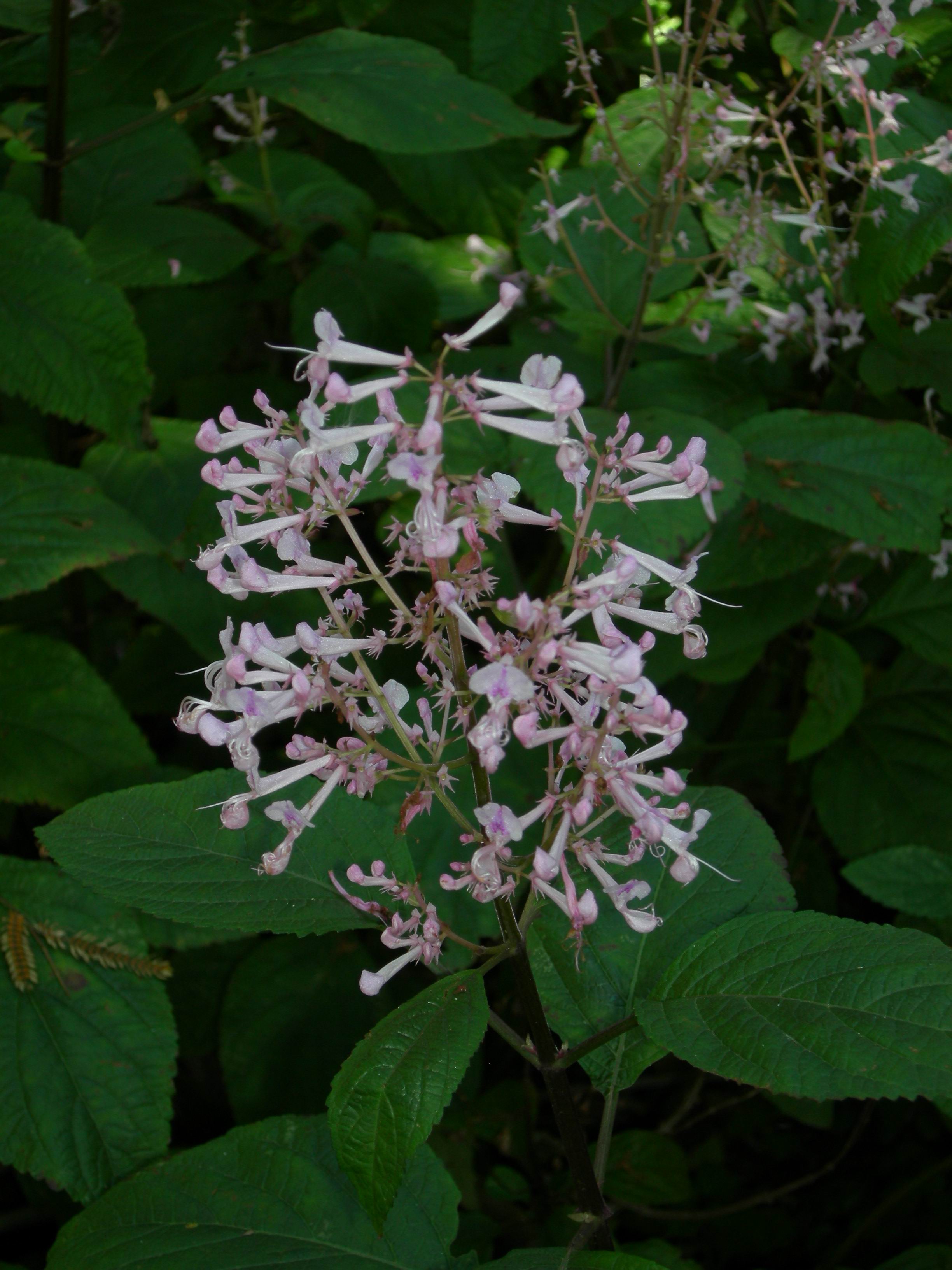 Plectranthus ecklonii Large Spur-flower Bush Persmuishondblaar