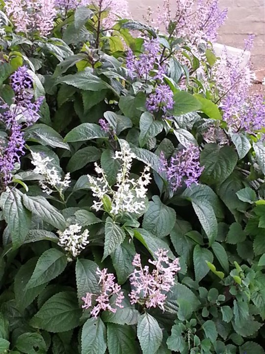 Plectranthus ecklonii Large Spur-flower Bush Persmuishondblaar