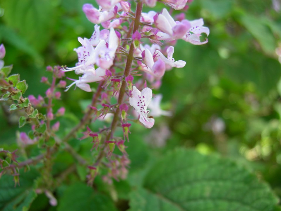 Plectranthus ecklonii Large Spur-flower Bush Persmuishondblaar