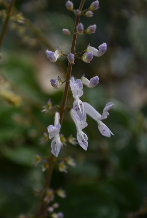 Coleus aliciae Madagascar Spurflower, thicket spurflower, candle plant ...