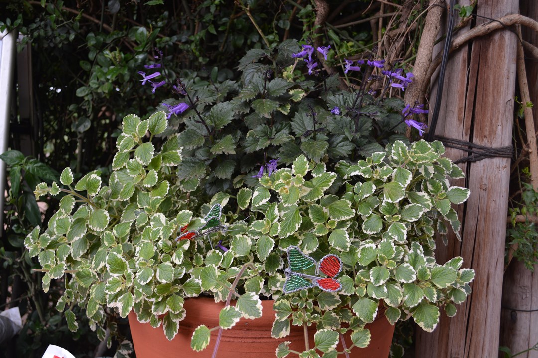 Coleus aliciae Madagascar Spurflower, thicket spurflower, candle plant ...