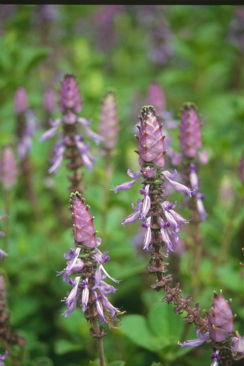 Coleus neochilus Lobster Spurflower