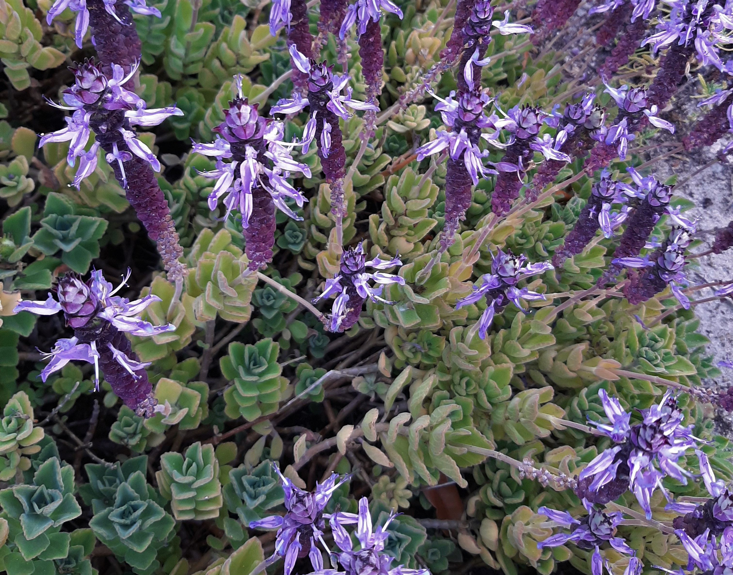 Coleus neochilus Lobster Spurflower