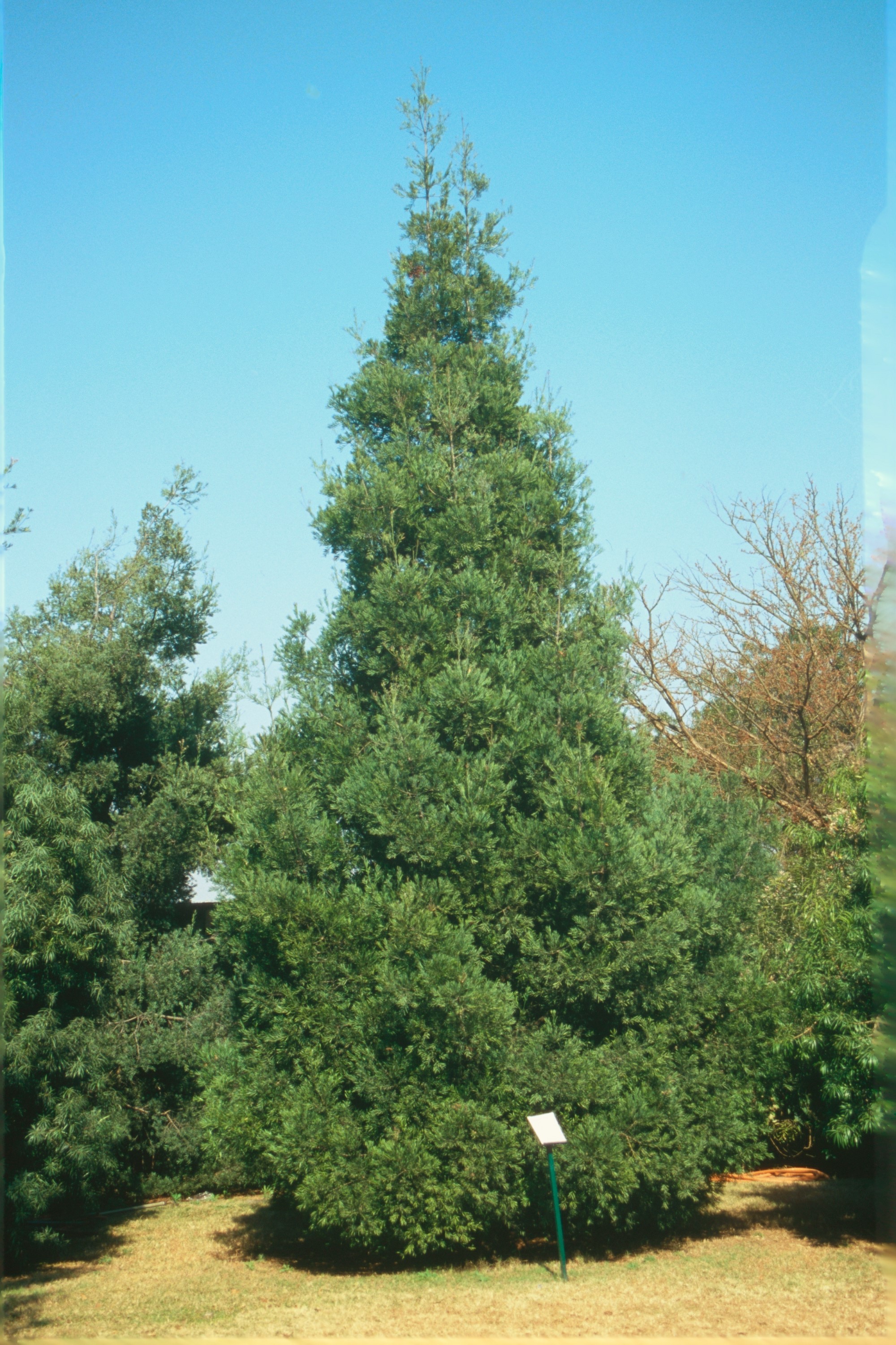 Podocarpus falcatus Outeniqua Yellowwood Outeniekwageelhout Mufhanza ...