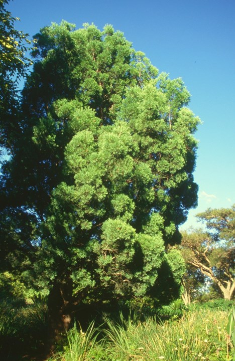 Podocarpus falcatus Outeniqua Yellowwood Outeniekwageelhout Mufhanza ...