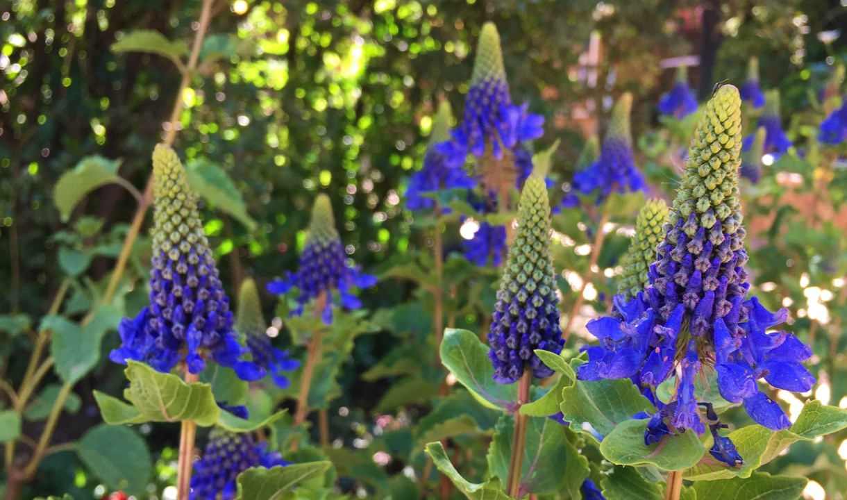 Coleus livingstonei Groot ystervarksalie Hedgehog Sage, dark blue ...