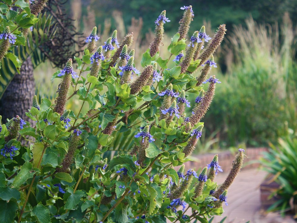 Pycnostachys urticifolia Groot ystervarksalie Hedgehog Sage, dark blue ...