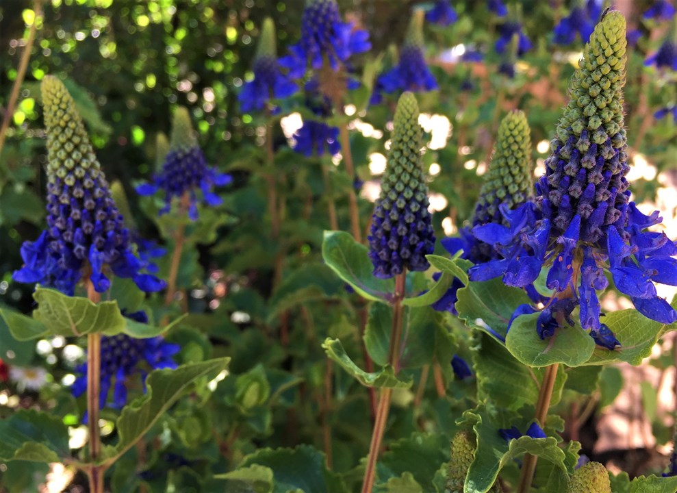 Pycnostachys urticifolia Groot ystervarksalie Hedgehog Sage, dark blue ...