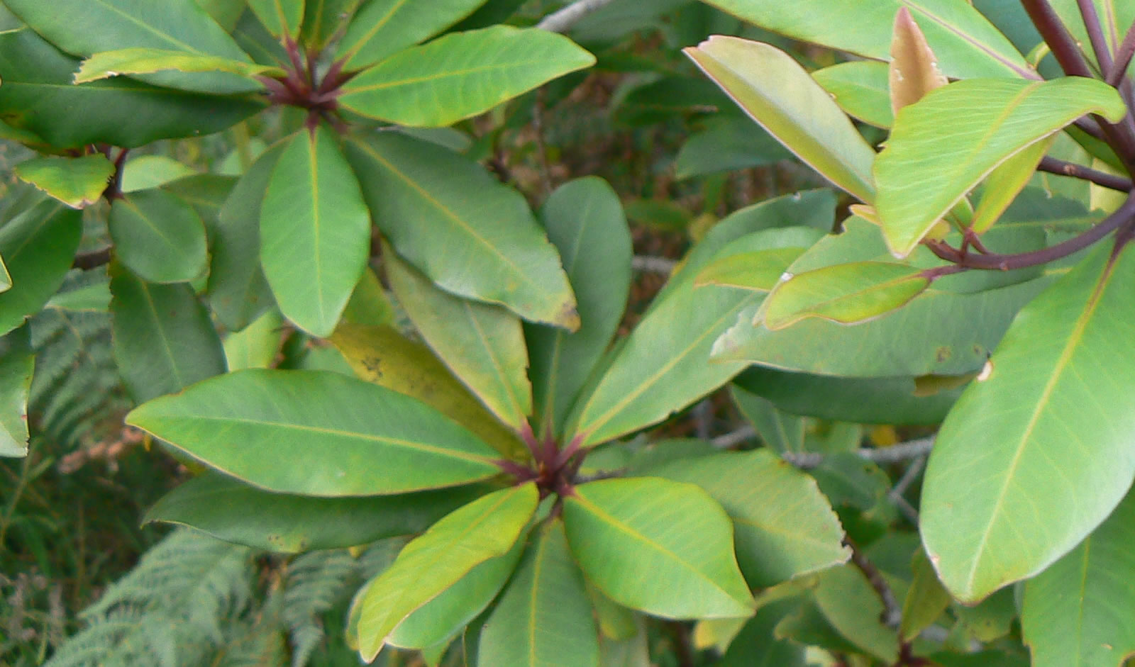 Rapanea melanophloeos Cape Beech Boekenhout, Beukehout Tshikonwa ...