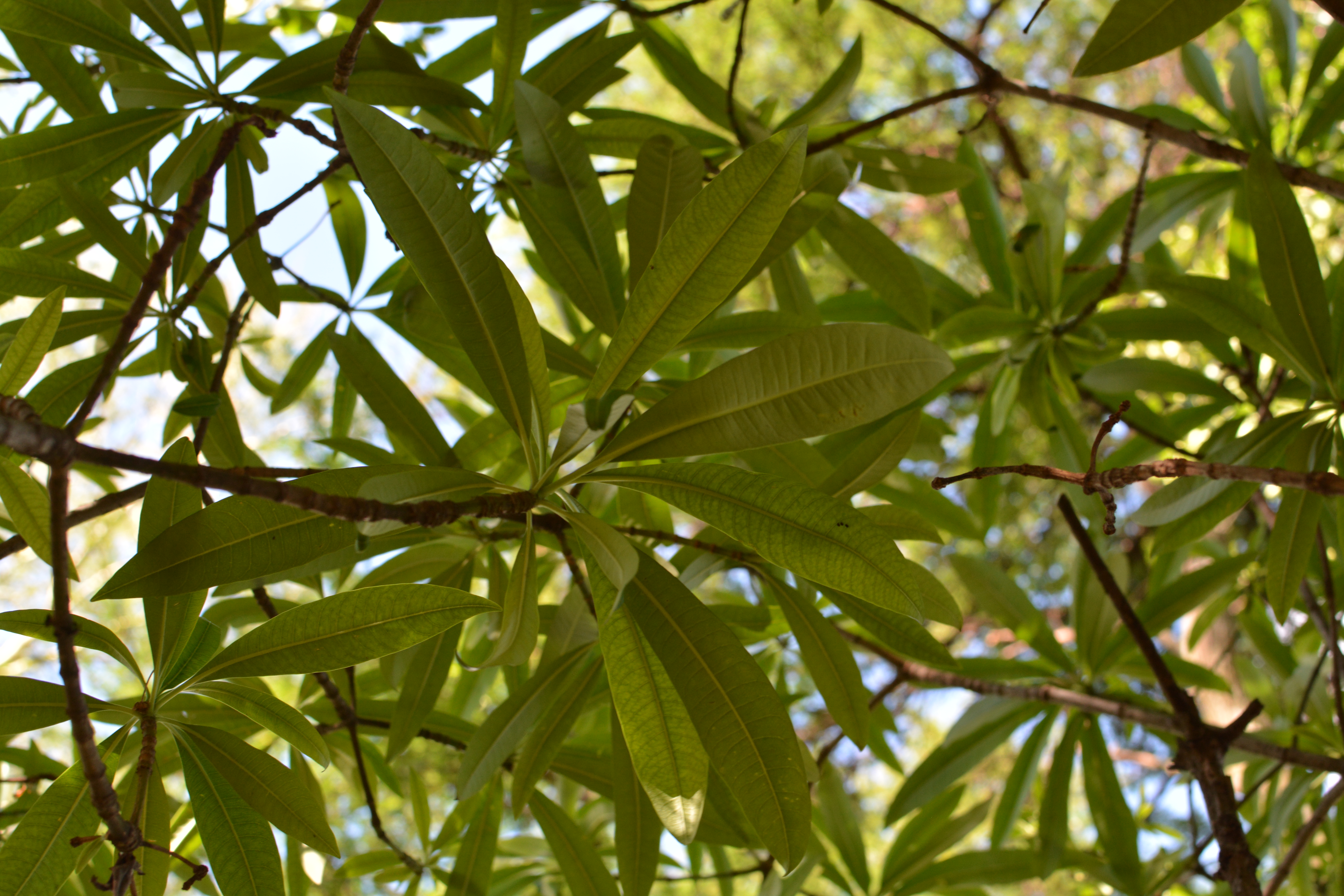 South African Indigenous Plants Catalogue