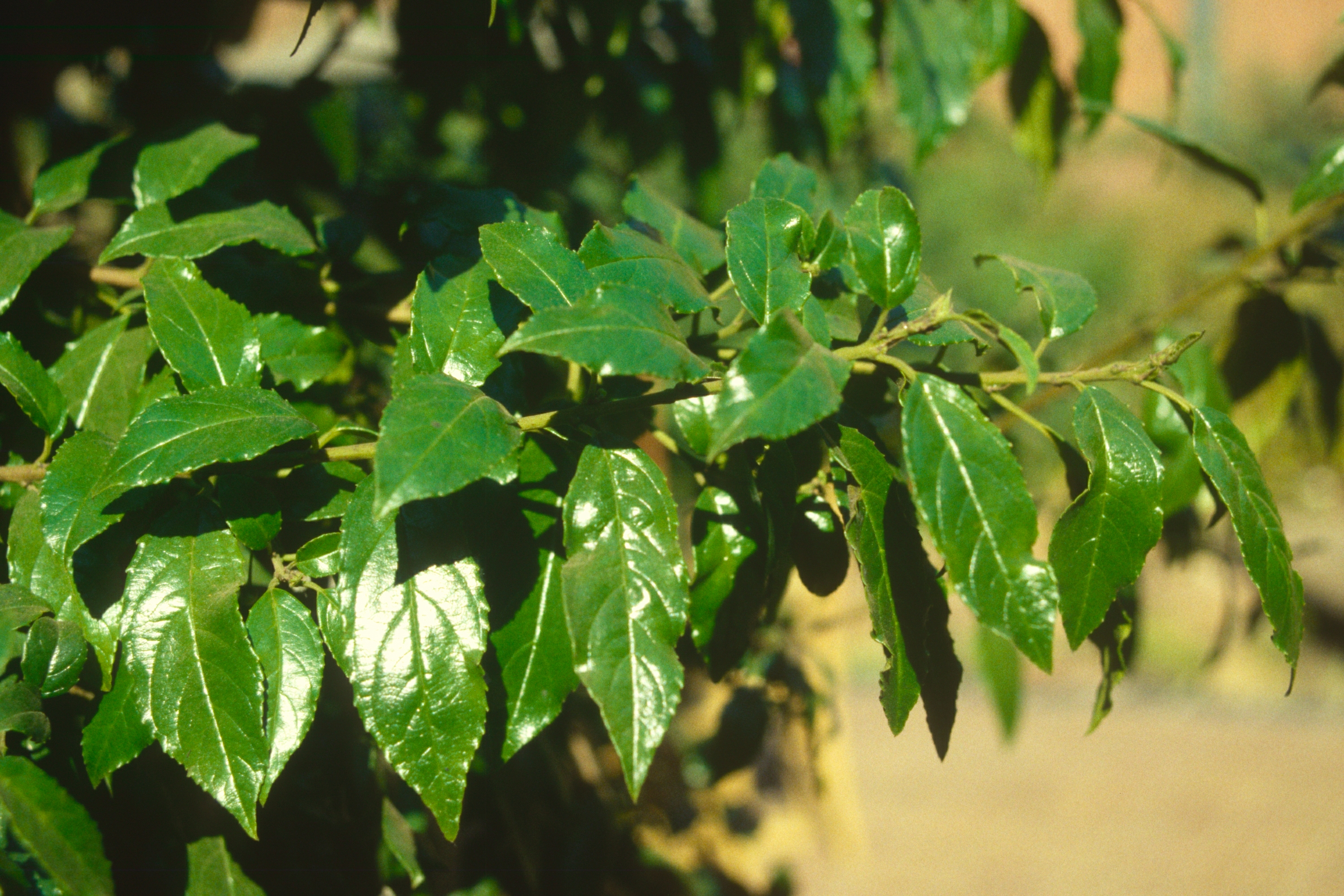 Rhamnus prinoides African Dogwood, Camdeboo Stinkwood, Glossy-leaf ...