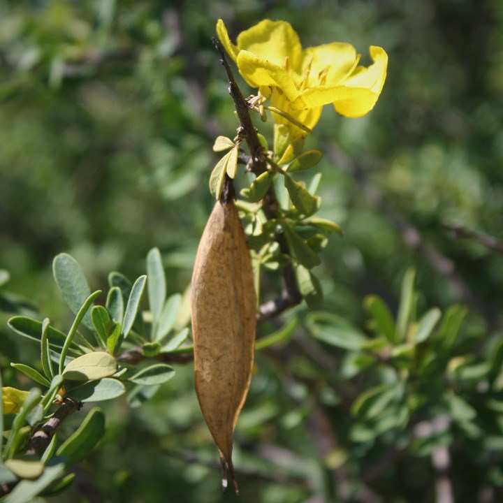Rhigozum obovatum Yellow Pomegranate, Karroo Gold, Karroo Rhigozum ...