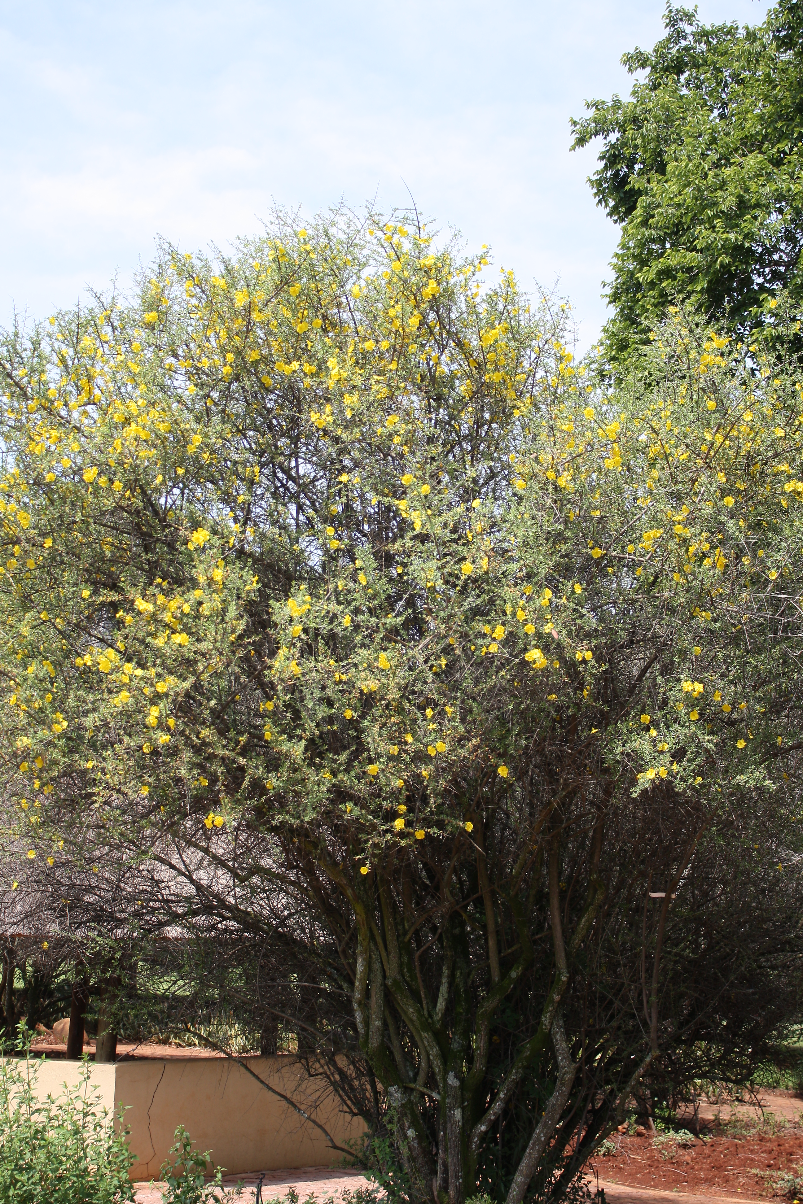Rhigozum obovatum Yellow Pomegranate, Karroo Gold, Karroo Rhigozum ...