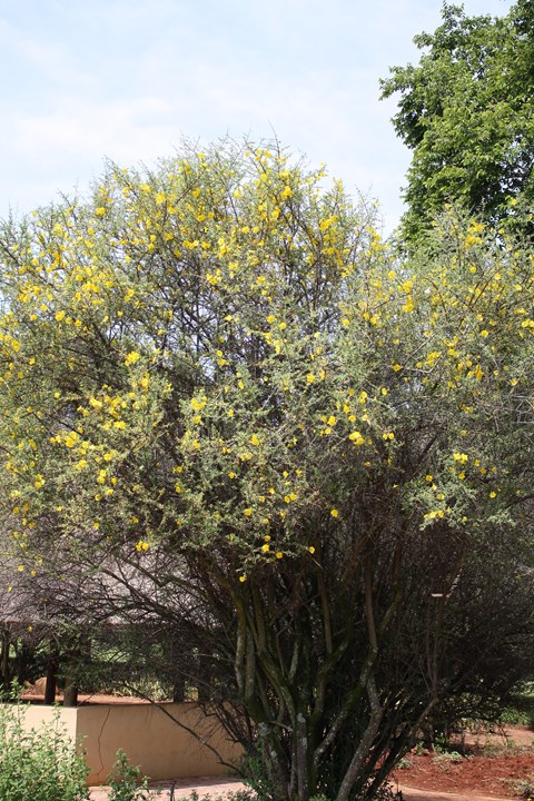 Rhigozum obovatum Yellow Pomegranate, Karroo Gold, Karroo Rhigozum ...