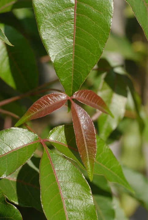 Searsia chirindensis Red Currant Bostaaibos Muvhadela-Phanga ...